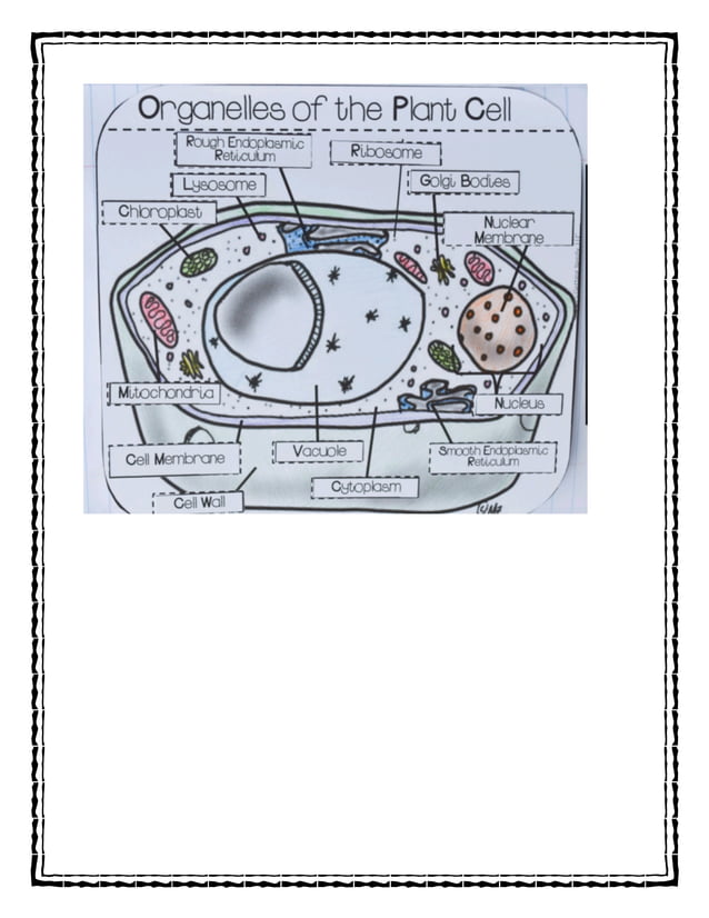 Organelles of the Plant Cell - INB Notes.pdf