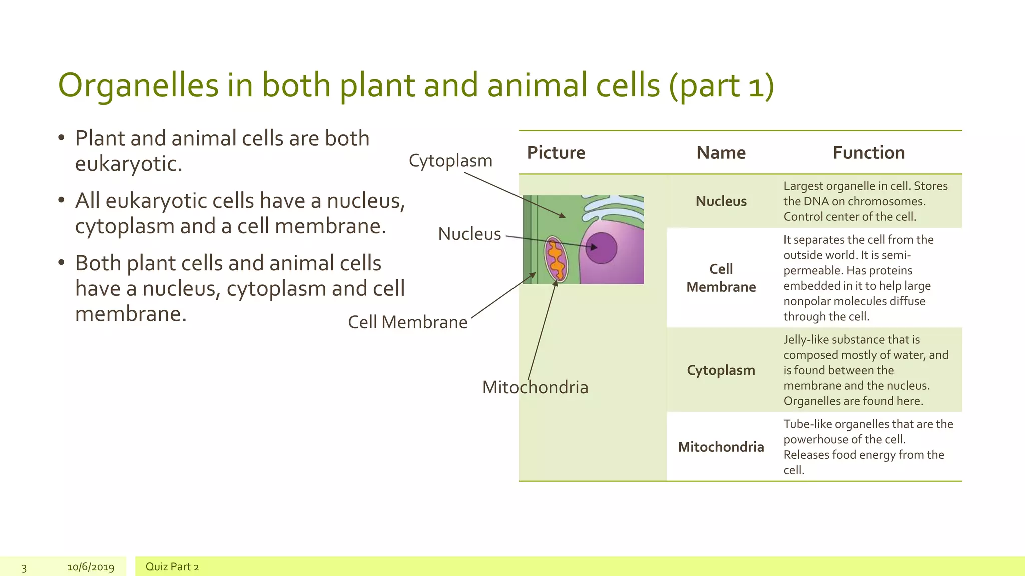 Organelle studyguide | PPT