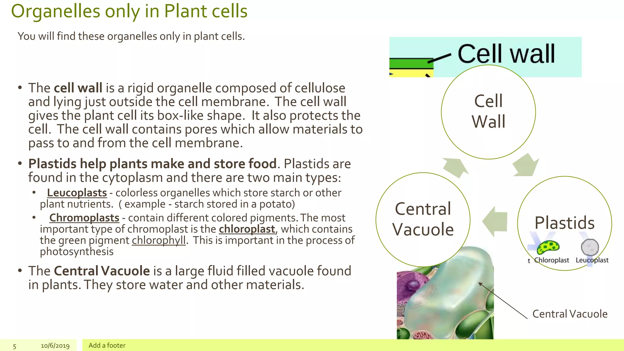 Organelle studyguide | PPT