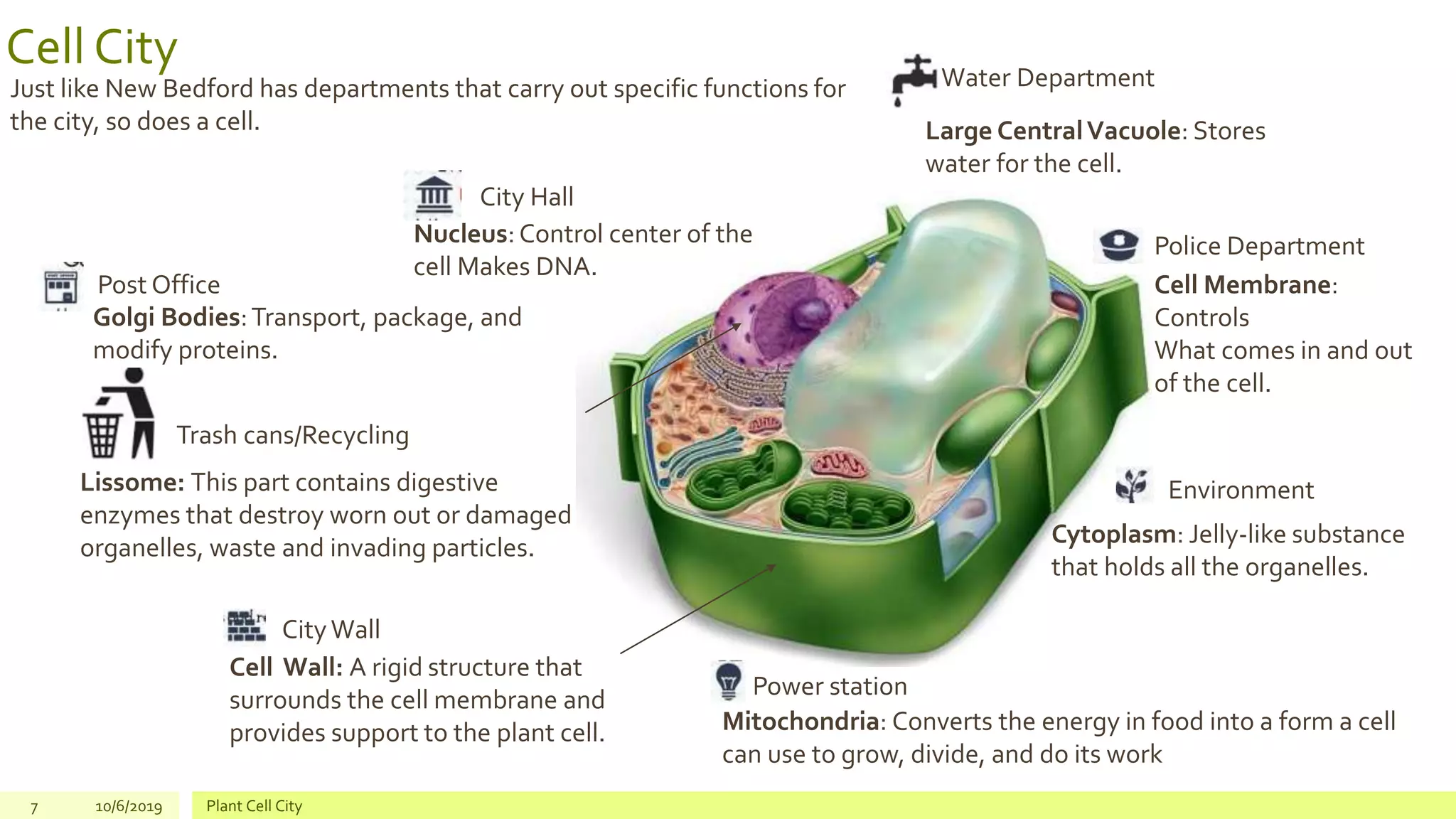 Organelle studyguide | PPT