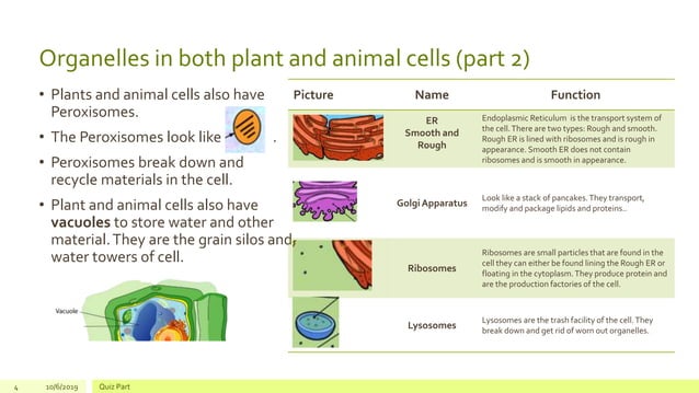 Organelle studyguide | PPT