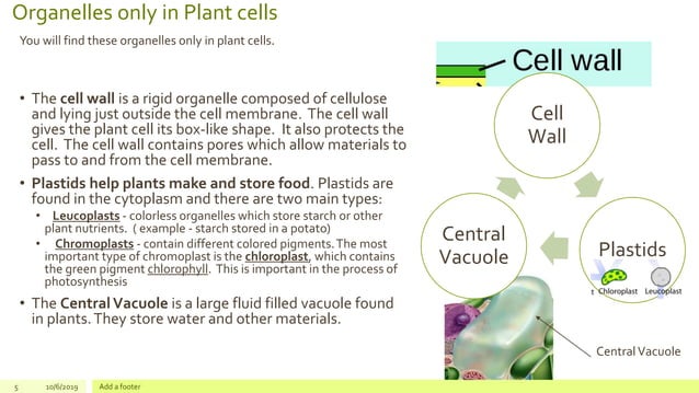 Organelle studyguide | PPT