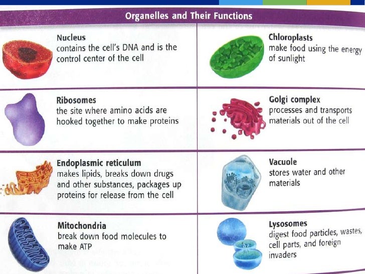 Organelles