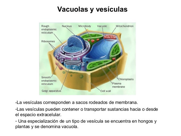 Organelos