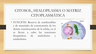 Organelos de la célula eucariota por María Asto | PPTX
