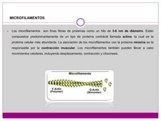 ORGANELOS.pptx estructura citoplasmática | PPTX