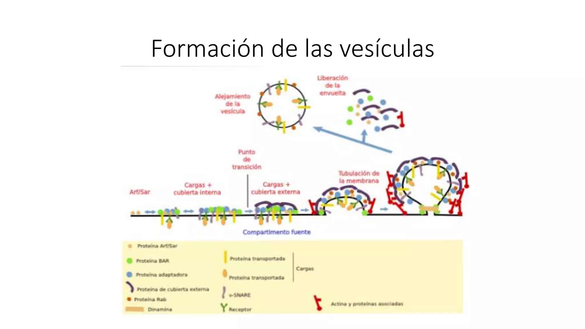 Transporte vesicular | PPTX