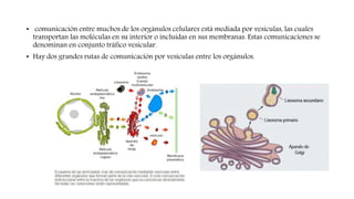 Transporte vesicular | PPTX