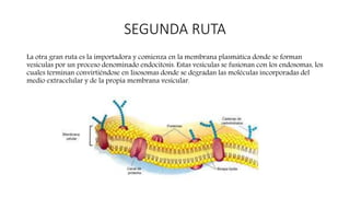 Transporte vesicular | PPTX