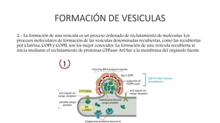 Transporte vesicular | PPTX