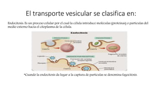 Transporte vesicular | PPTX