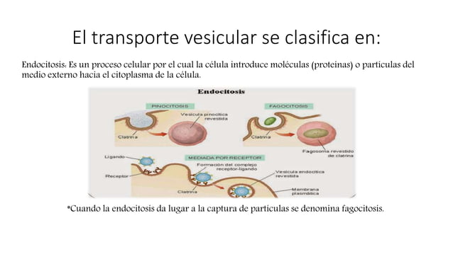 Transporte vesicular | PPTX