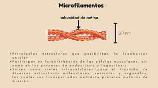 organelos (1).pdf