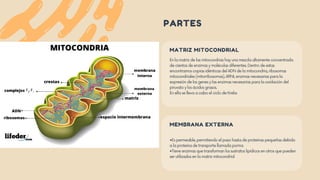 organelos (1).pdf