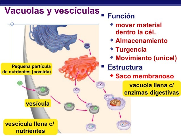 Organelos celulares