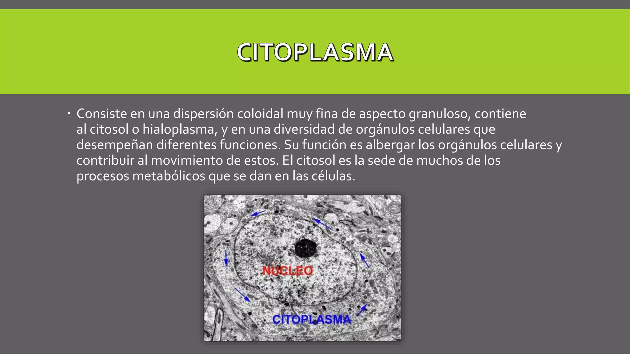 Celula - Partes de la Celula, Organelos Celulares. | PPTX