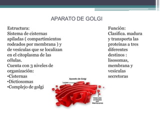 Organelos celulares | PPTX