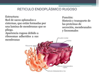 Organelos celulares | PPTX