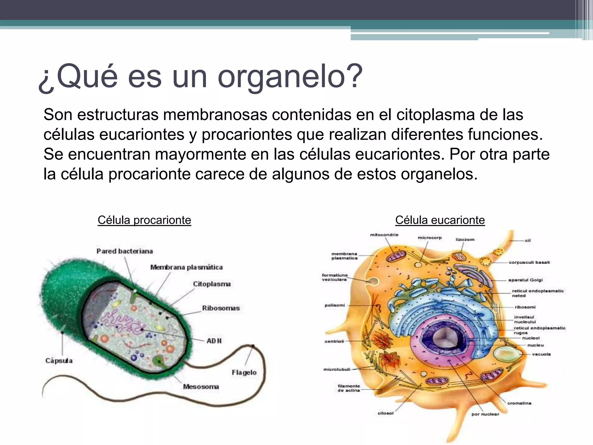 Organelos_celulares | PPT
