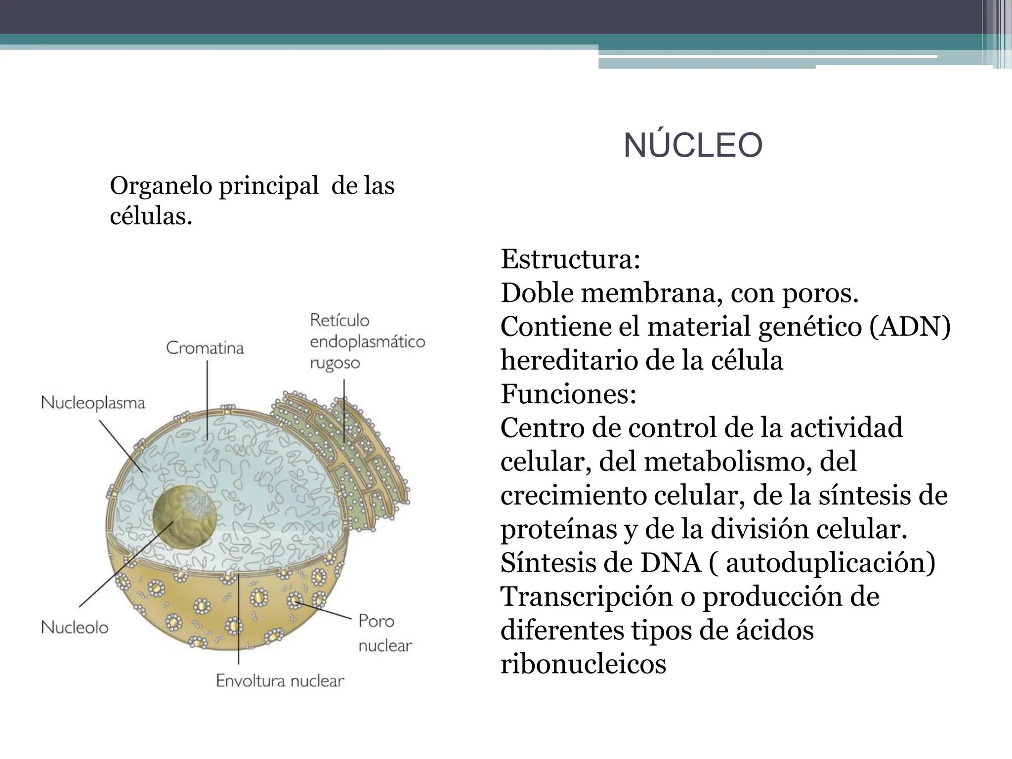 Organelos_celulares.pdf biologia celular | PDF