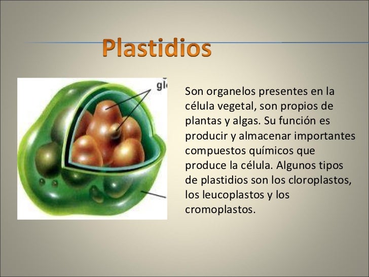 Que Son Los Cloroplastos Los Leucoplastos Y Los