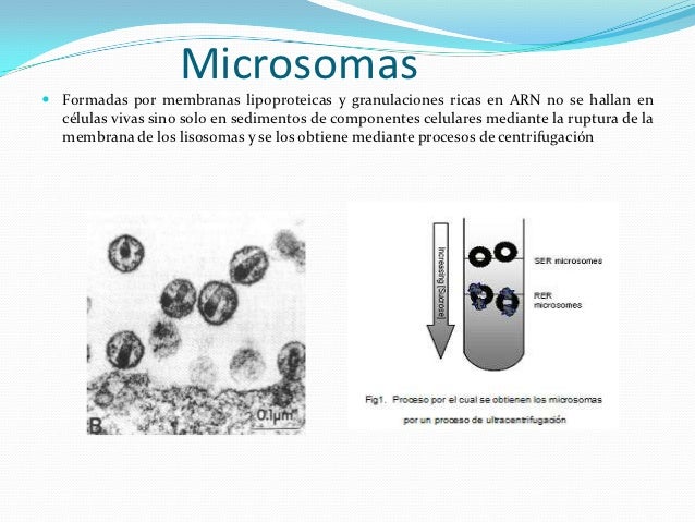 Organelos citoplasmáticos