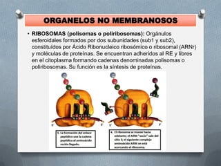 ORGANELOS DE LAS CÉLULAS VEGETALES_membranosos y no membranosos.pdf