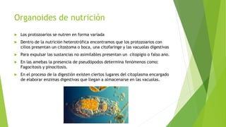 Organelos de nutrición, excreción y de secreción | PPTX
