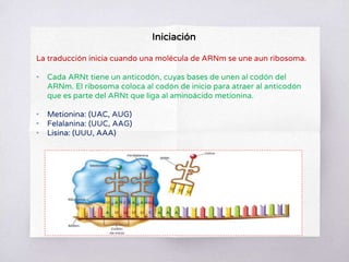 Organelos de sintesis | PPTX