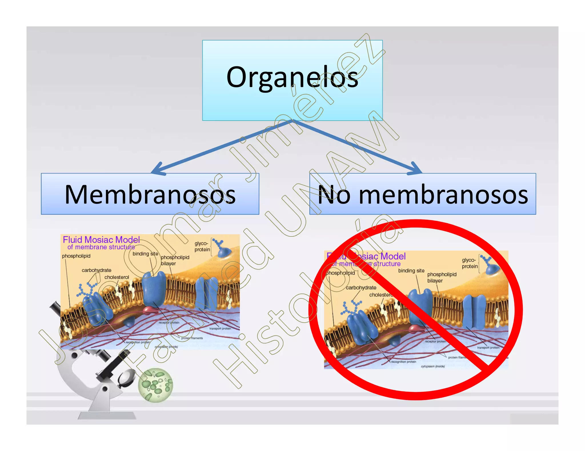 Organelos membranosos | PDF