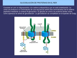 Organelos membranosos | PDF