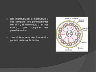 Organelos no membranosos | PPTX