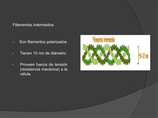 Organelos no membranosos | PPTX