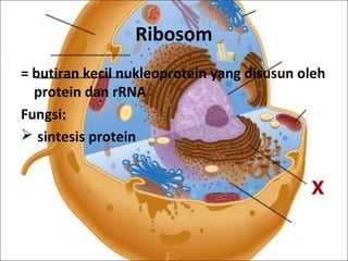 Organel sel | PPT