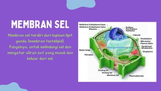 Organel sel tumbuhan dan hewan. bentuk sel tumbuhan dan hewan dibedakan ...