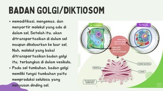 Organel sel tumbuhan dan hewan. bentuk sel tumbuhan dan hewan dibedakan ...