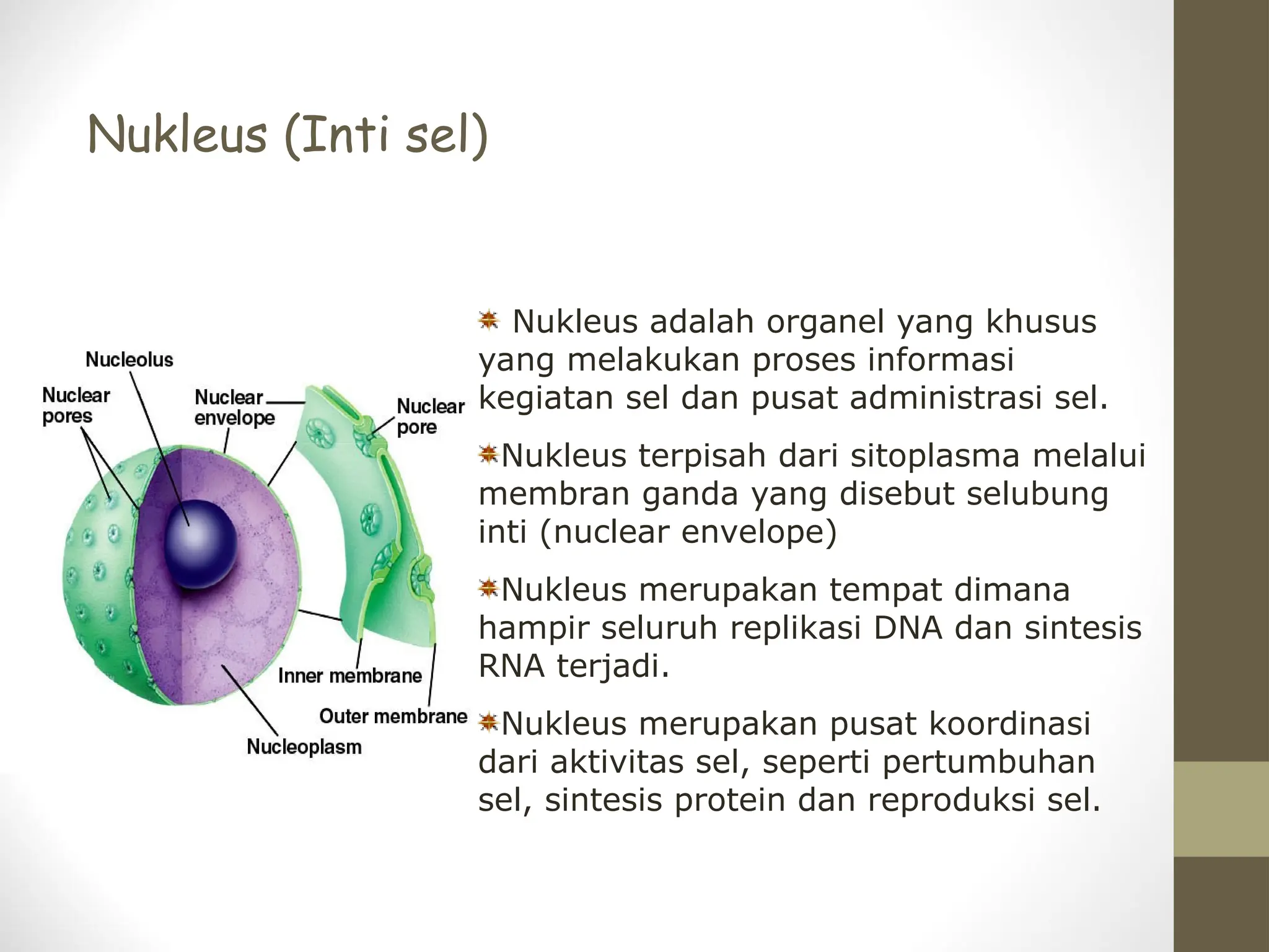 Organel SEL hewan dan tumbuhan yang berbeda.ppt