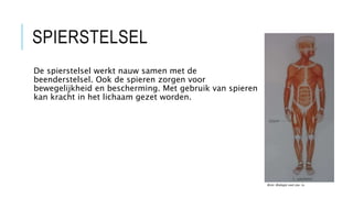 Organenstelsels | PPTX