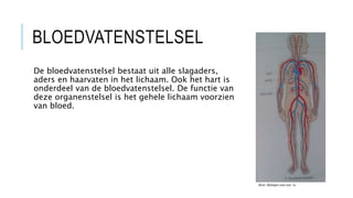 Organenstelsels | PPTX