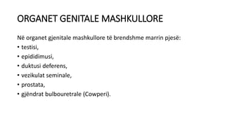 Organet Genitale powerpoint presentation anatomy lesson.pptx