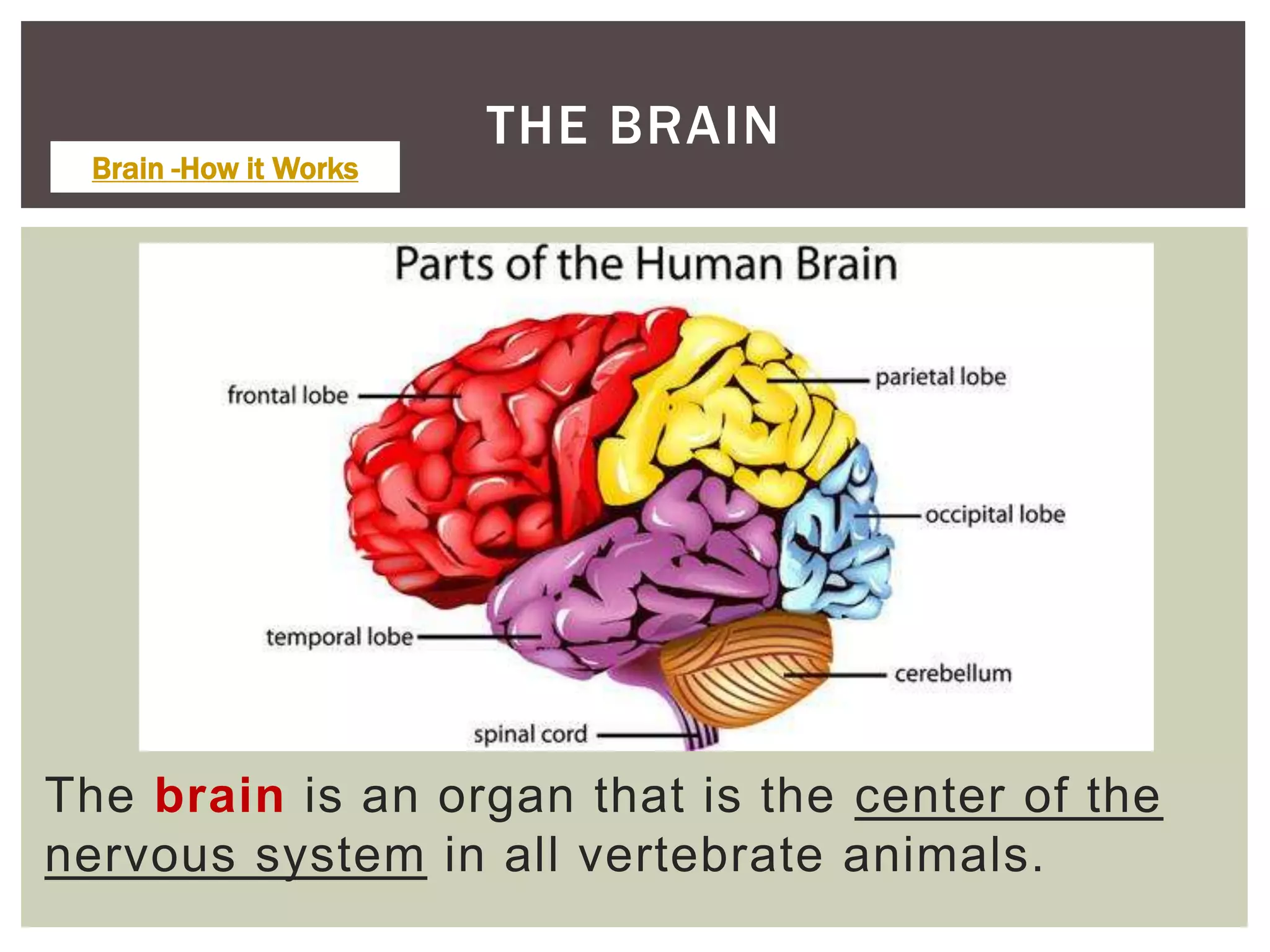 Basic Organ function | PPT