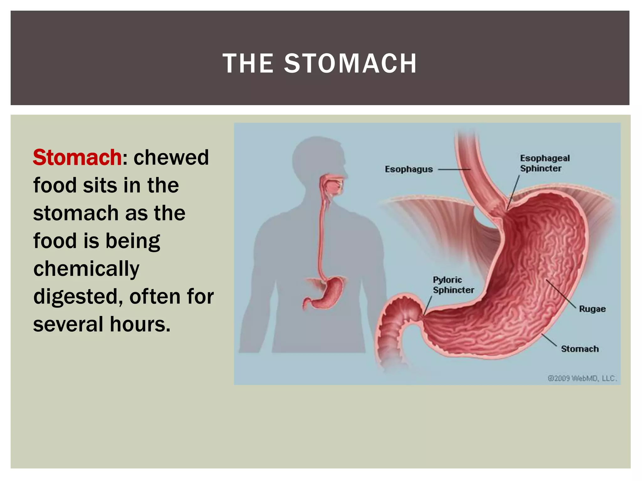 Basic Organ function | PPT