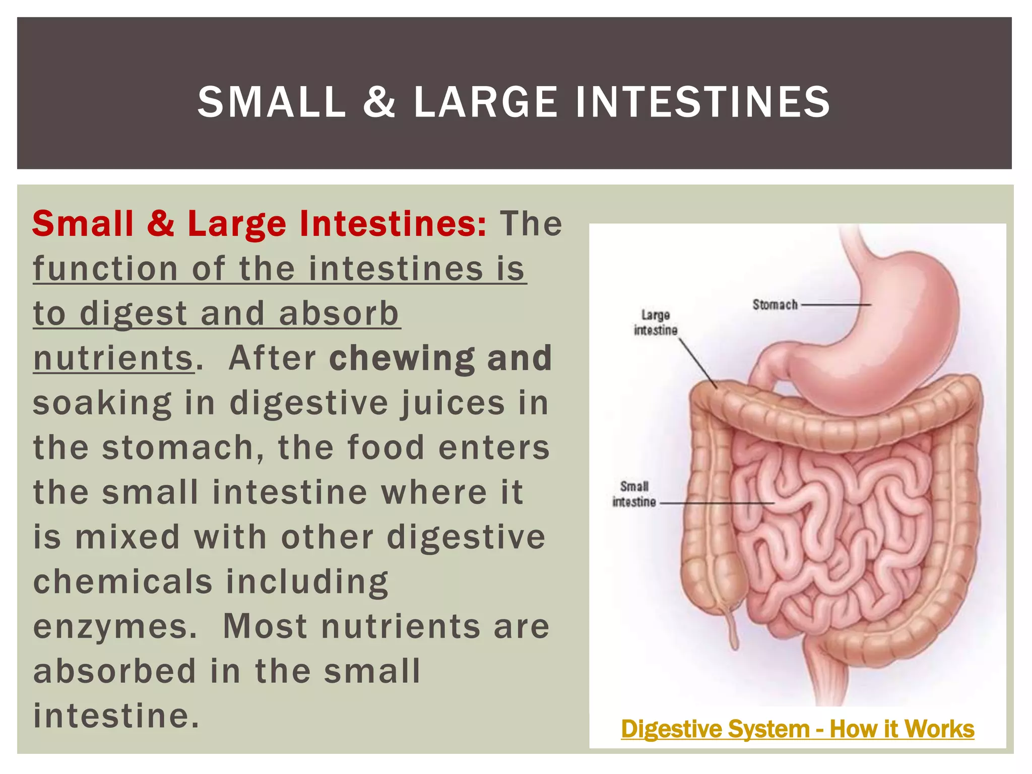 Basic Organ function | PPT
