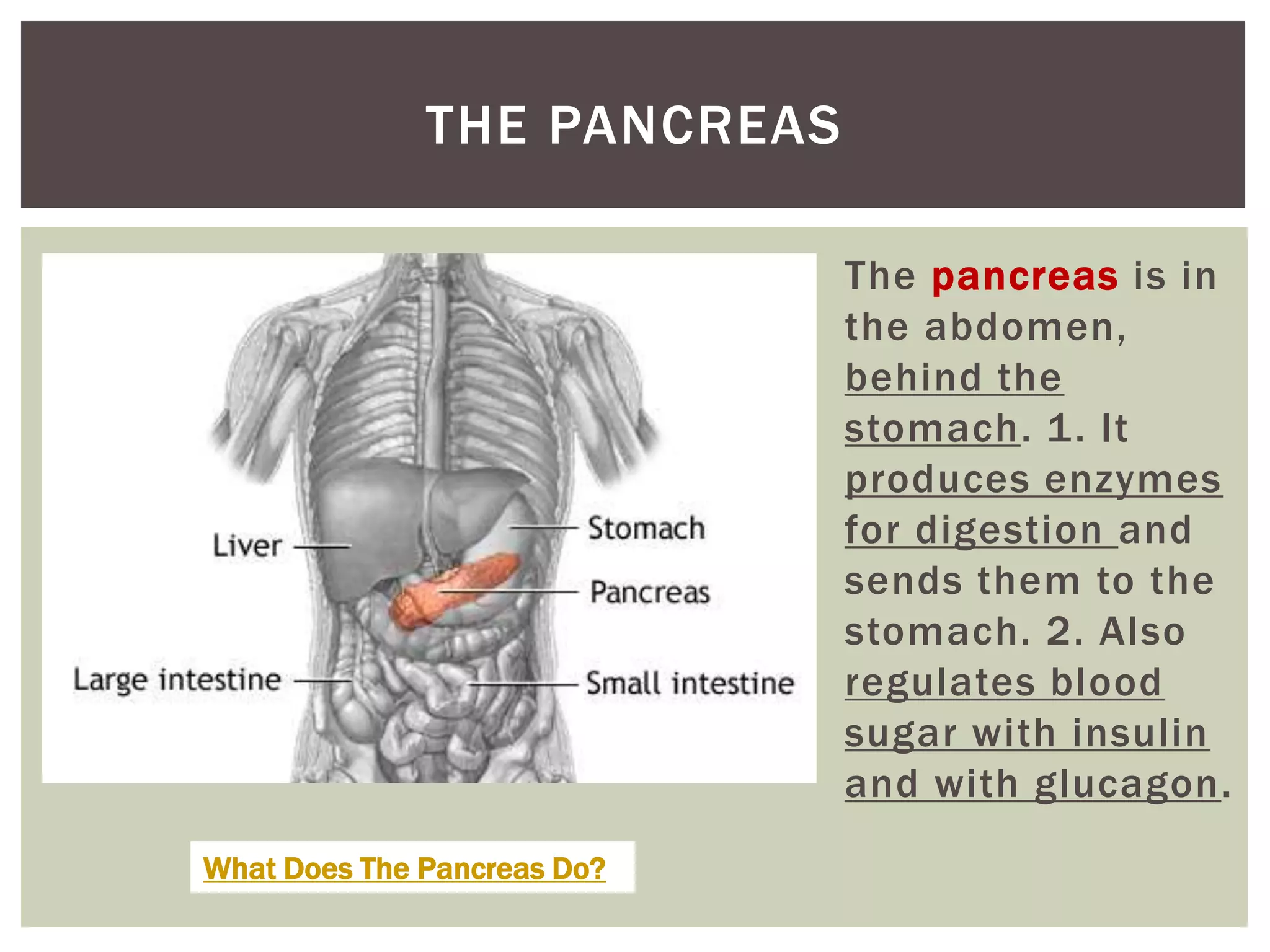 Basic Organ function | PPT