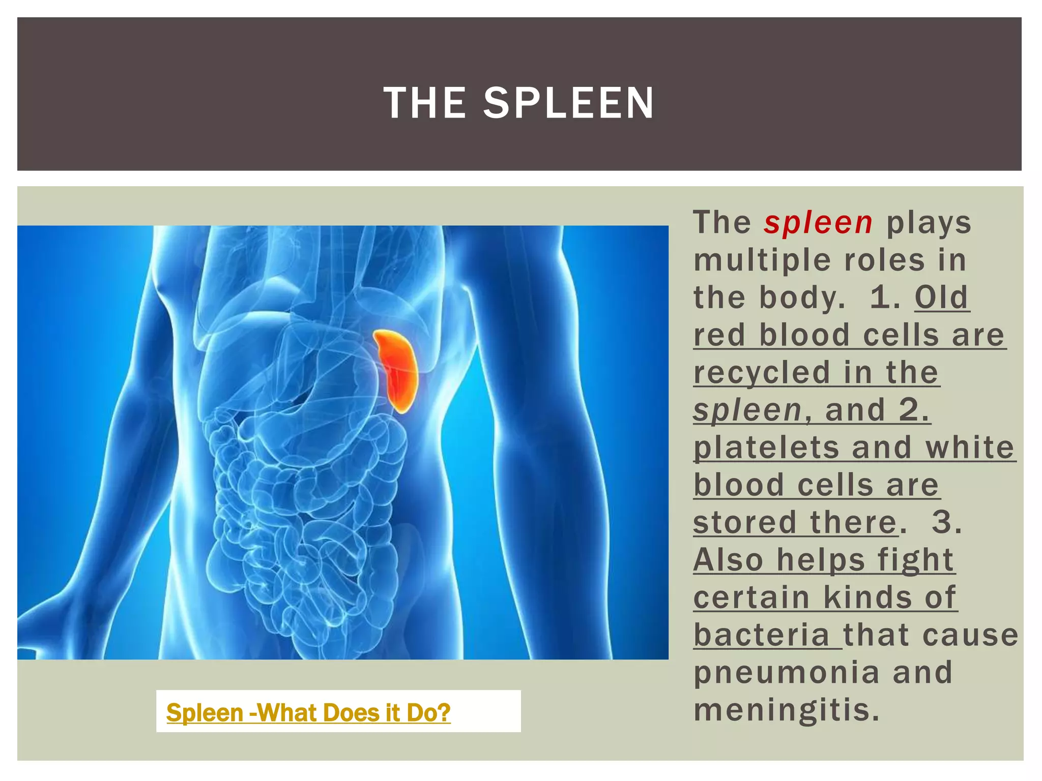 Basic Organ function | PPT