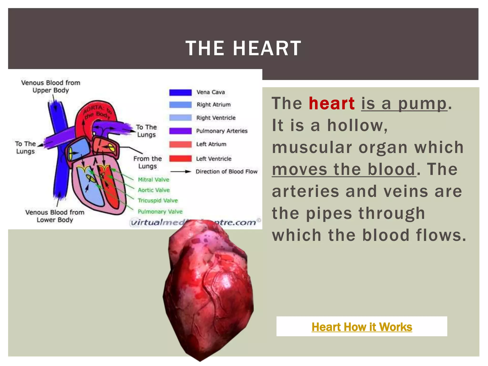 Basic Organ function | PPT