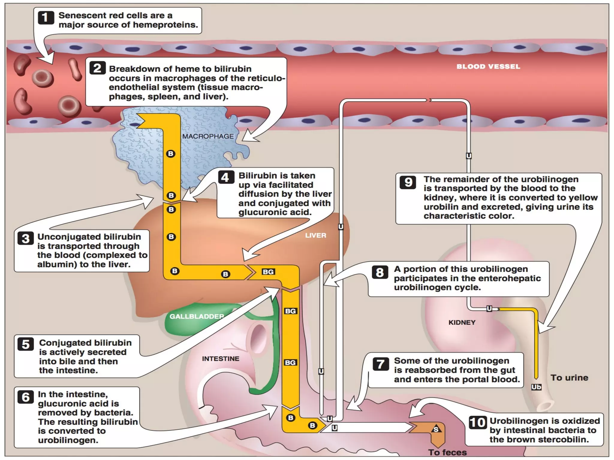 Organ Function Tests | PPT