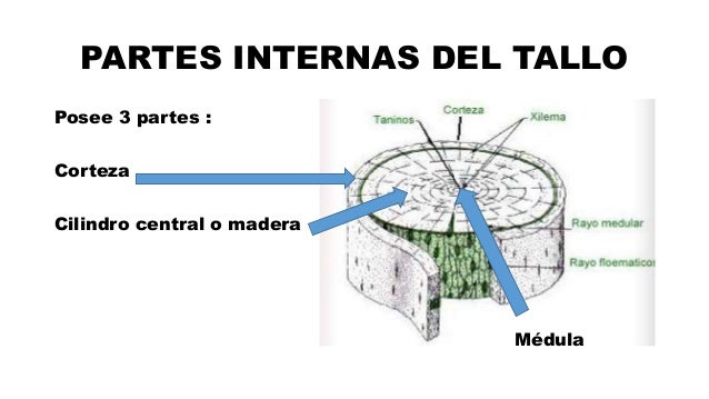 Tipos de tallo s: