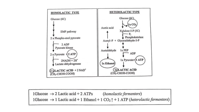 Organic acids production copy | PDF