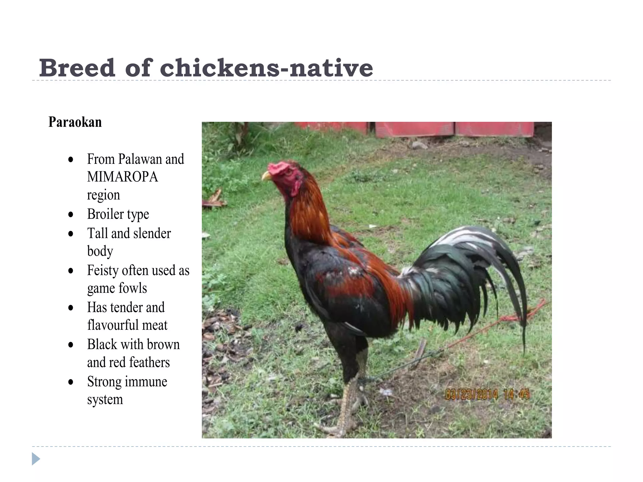 ORGANIC AGRICULTURE PRODUCTION NC II.pptx